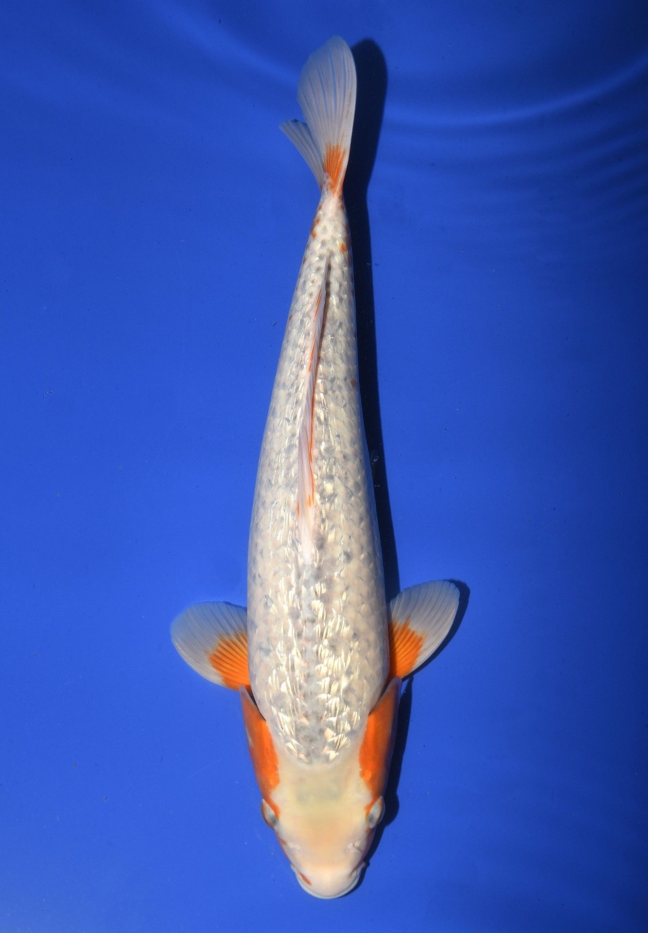 Koi Karpfen kaufen | Koi Company Shop